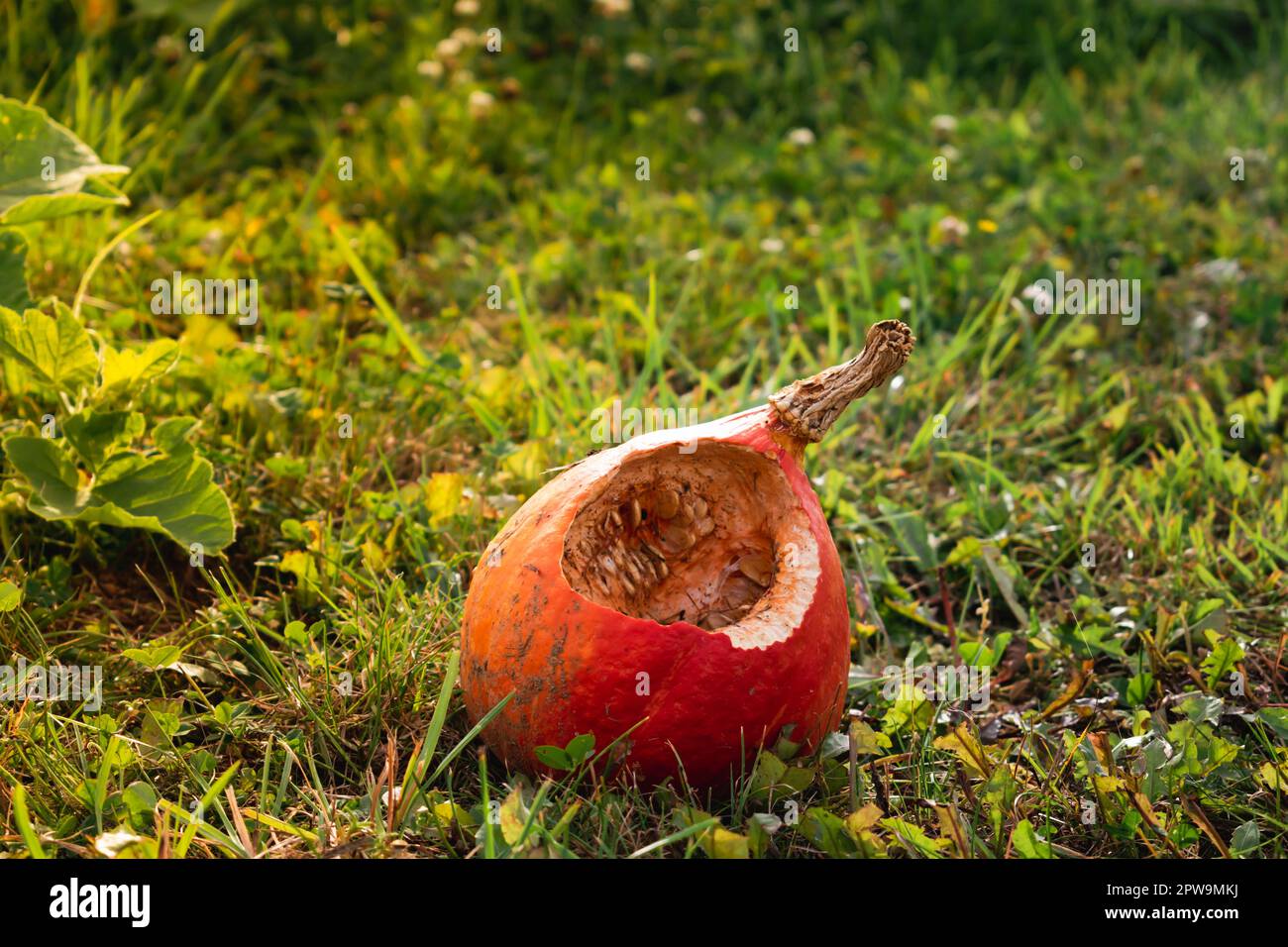 Red kuri squash eaten by an animal in autumn in a garden, seeds are ...
