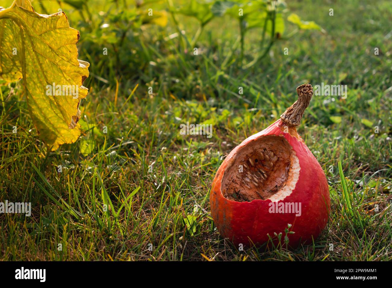 Red kuri squash eaten by an animal in autumn in a garden, seeds are ...
