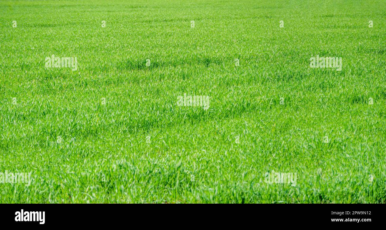 Natural growing green grass texture background field Stock Photo - Alamy
