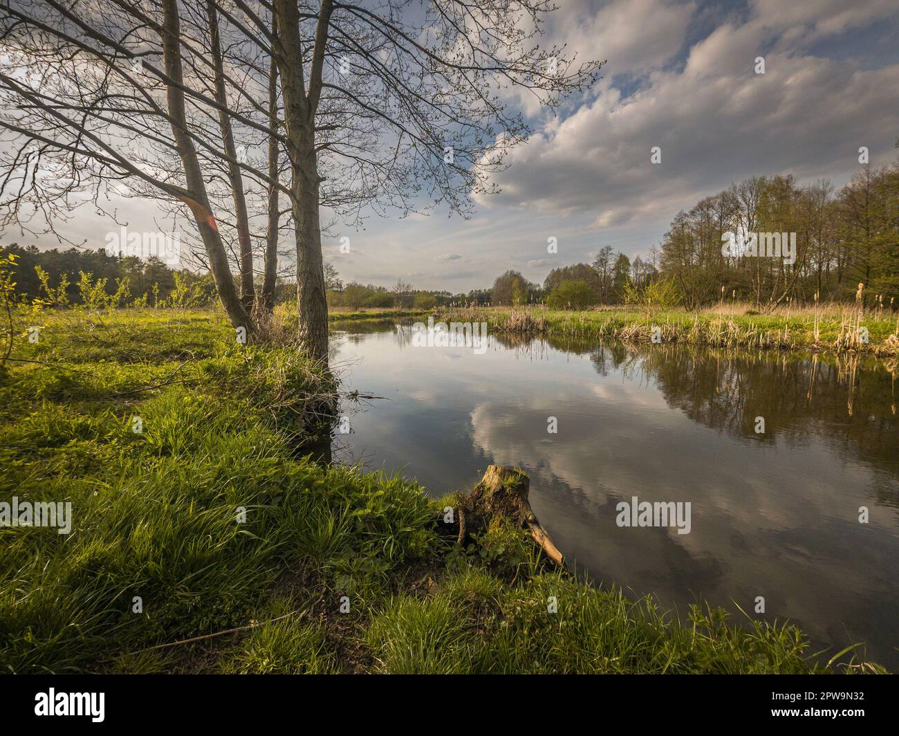 Central forrest hi-res stock photography and images - Alamy