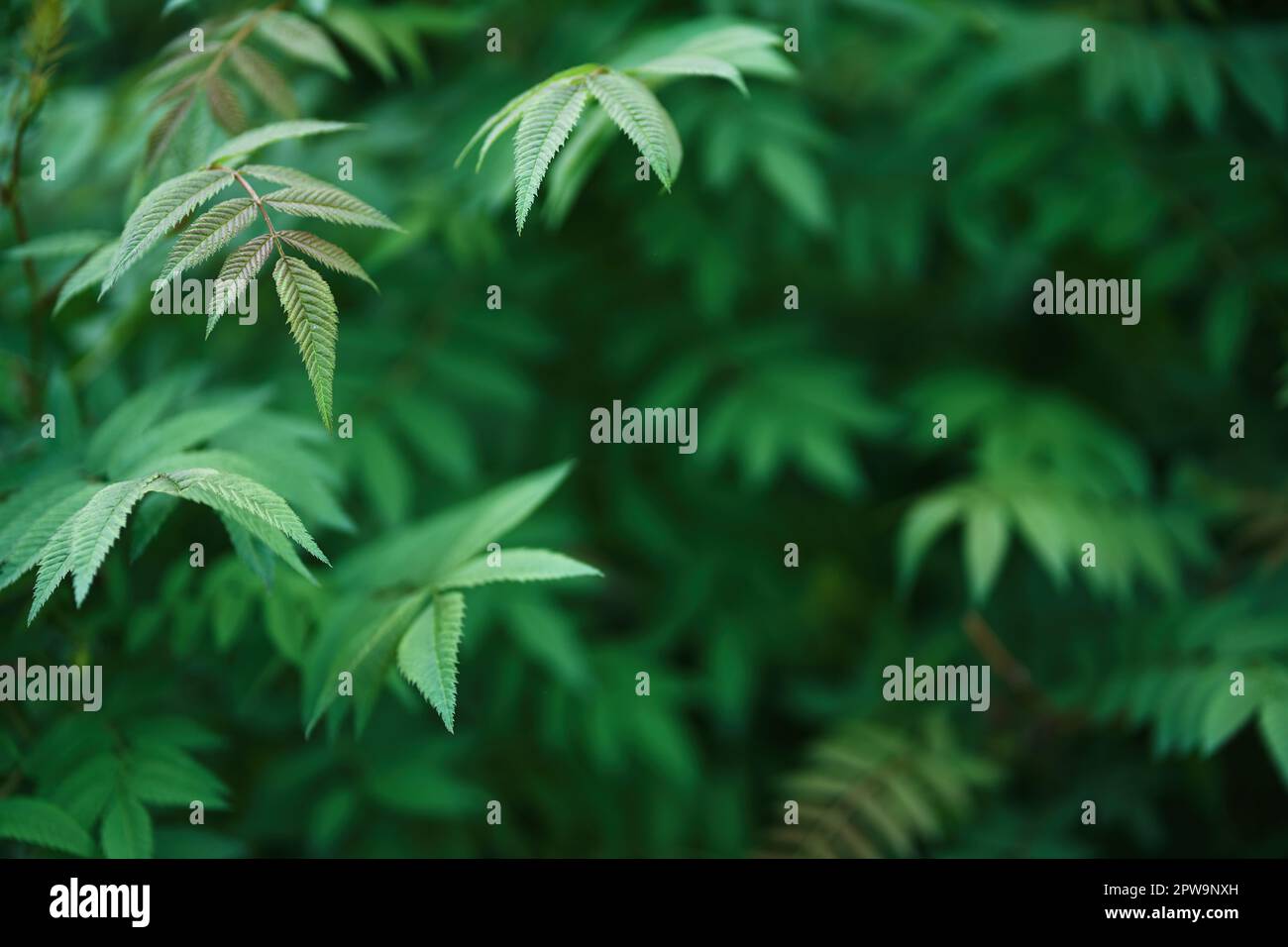 Sorbaria sorbifolia, the leaves of shrub. Green background, the plant ...