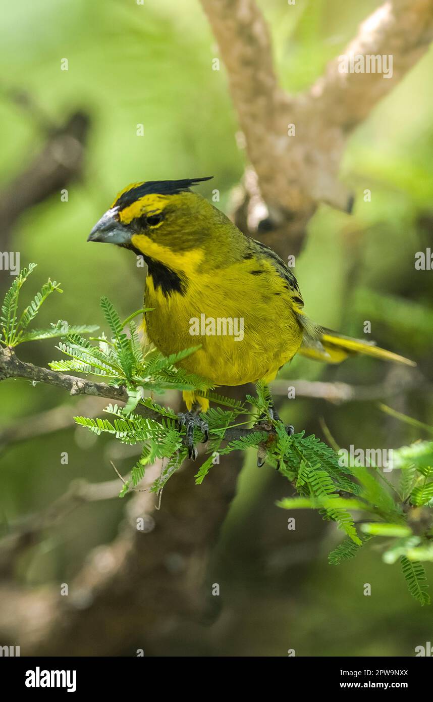 Yellow Cardinal, Endangered Species, Calden Forest, La Pampa Province ...