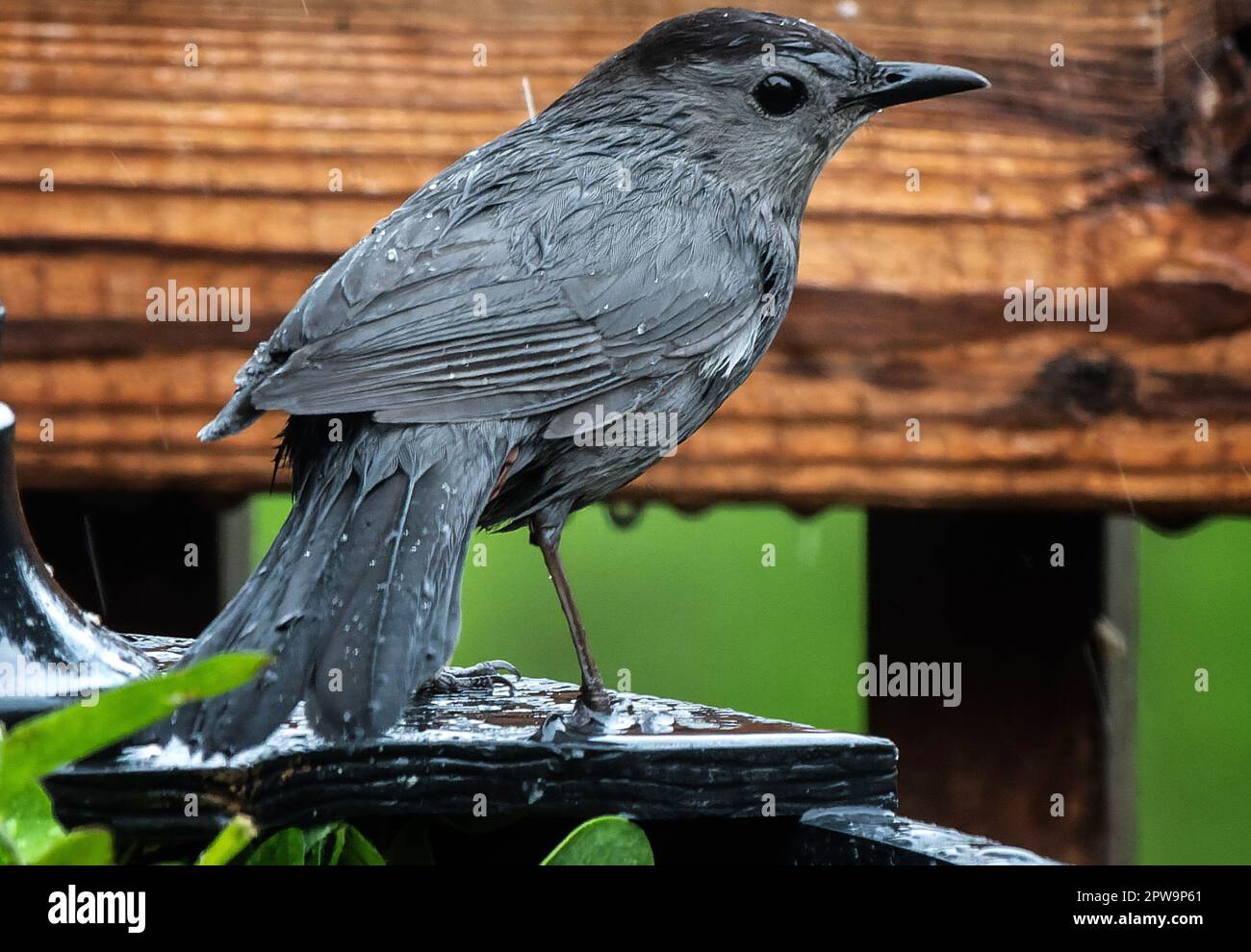 Wet catbird hi-res stock photography and images - Alamy
