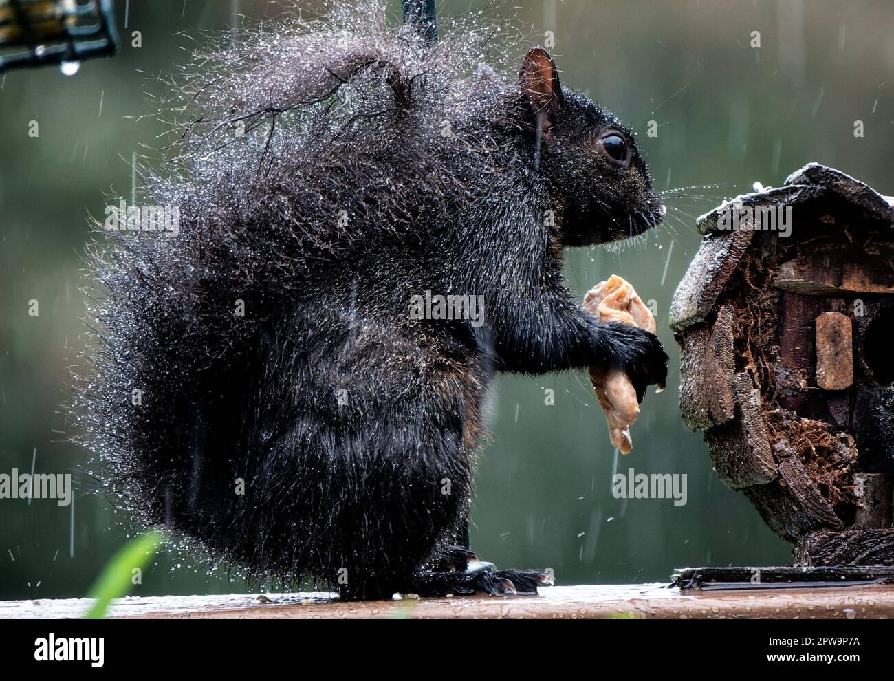 Wet black squirrel hi-res stock photography and images - Alamy