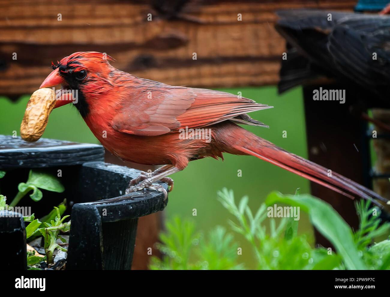 Wet northern cardinal hi-res stock photography and images - Alamy