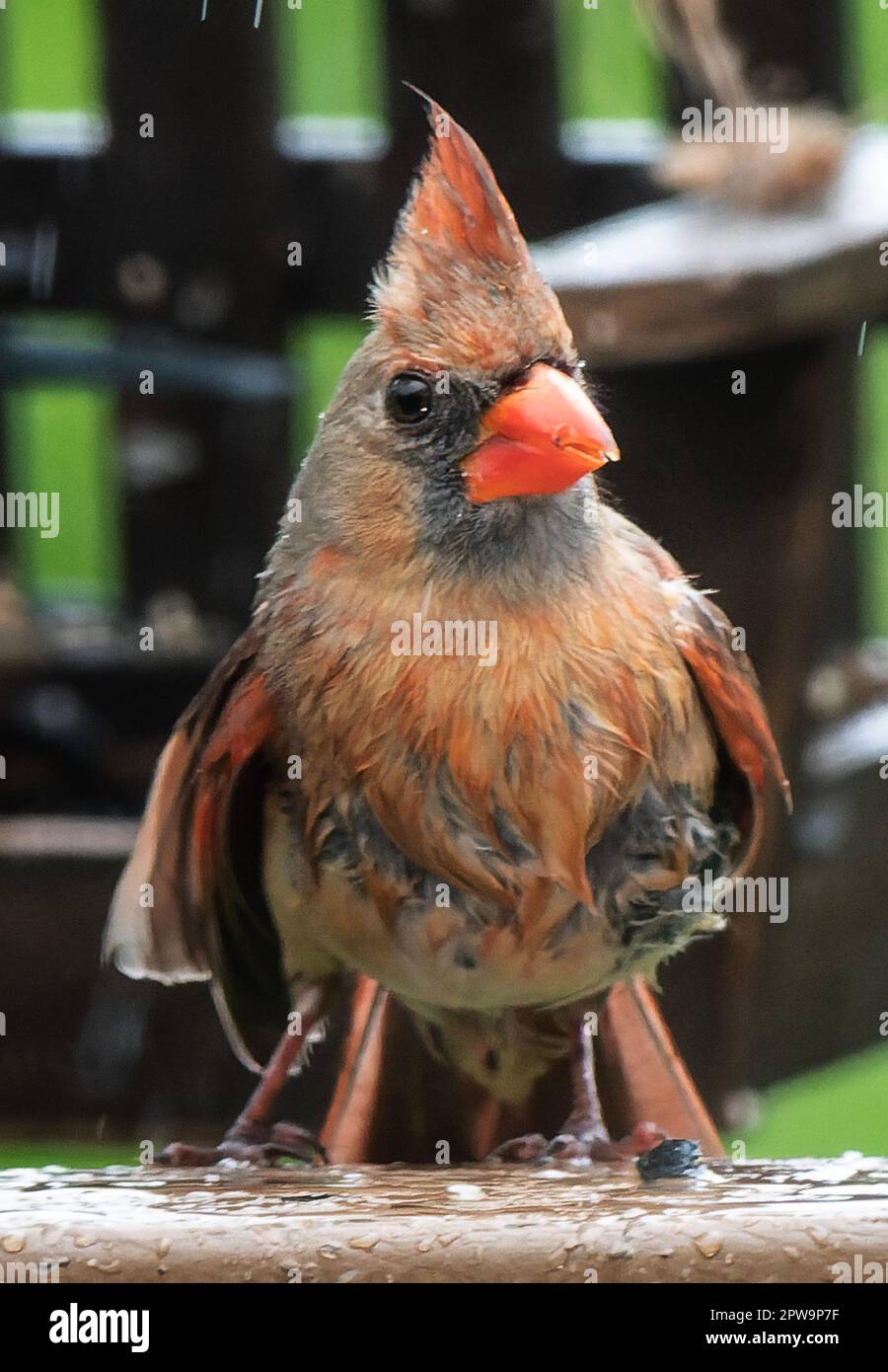 Northern cardinal with a peanut hi-res stock photography and images - Alamy
