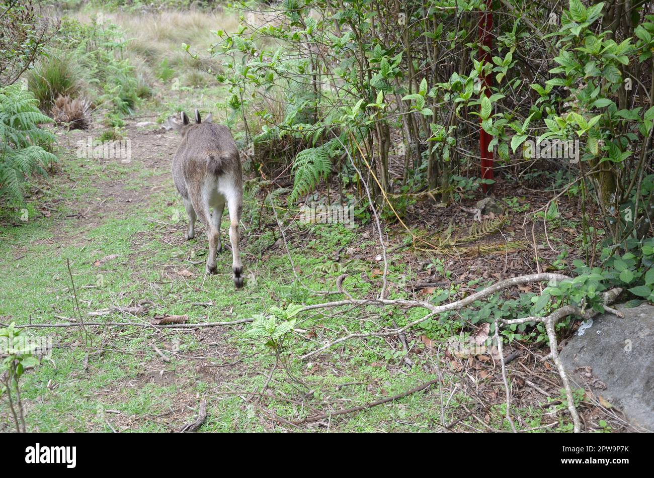 Nilgiri tahr endangered species goat hi-res stock photography and ...