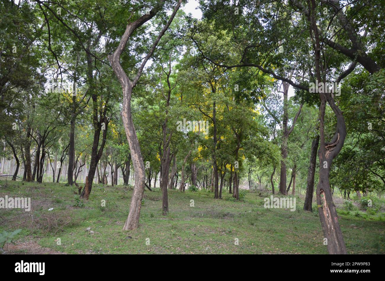 Sandalwood forest at Marayoor, near Munnar, Kerala, India Stock Photo ...
