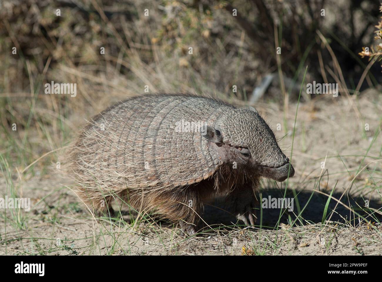 Armadillo in semidesertic environment, Peninsula Valdes, Patagonia ...