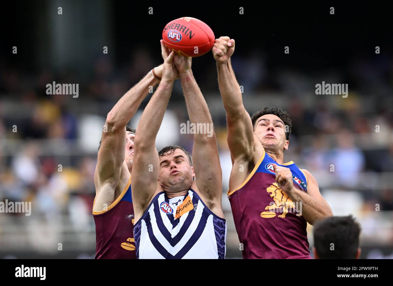 Sean Darcy (centre) of the Dockers is spoiled by Cam Rayner (right) of ...