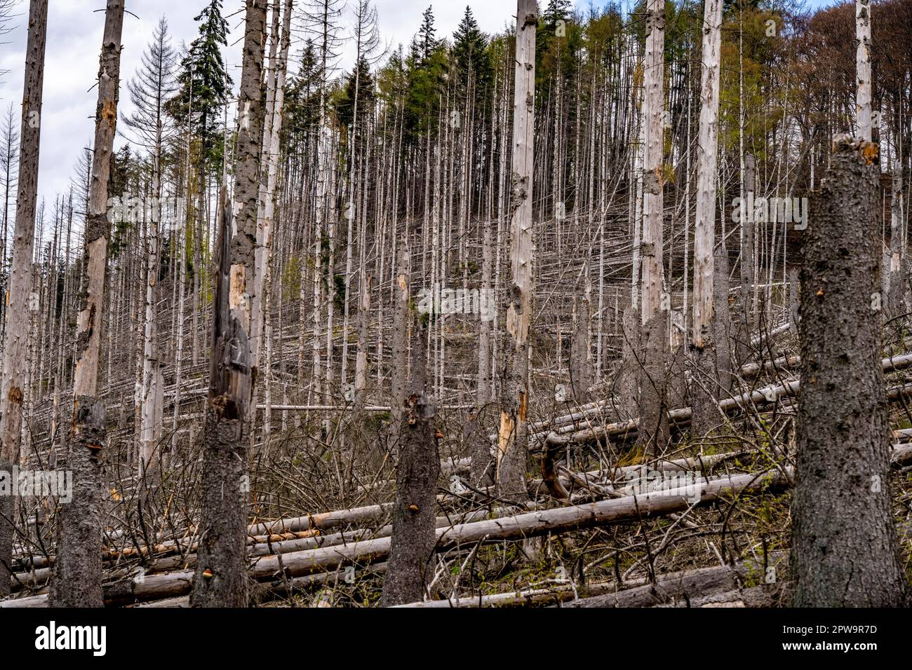 Dead spruces, broken by wind, lying in disarray, forest dieback in the ...