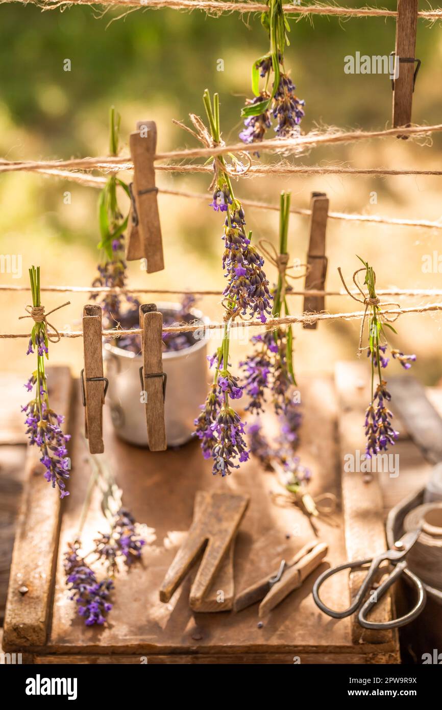 Hanging lavender bunches hi-res stock photography and images - Alamy