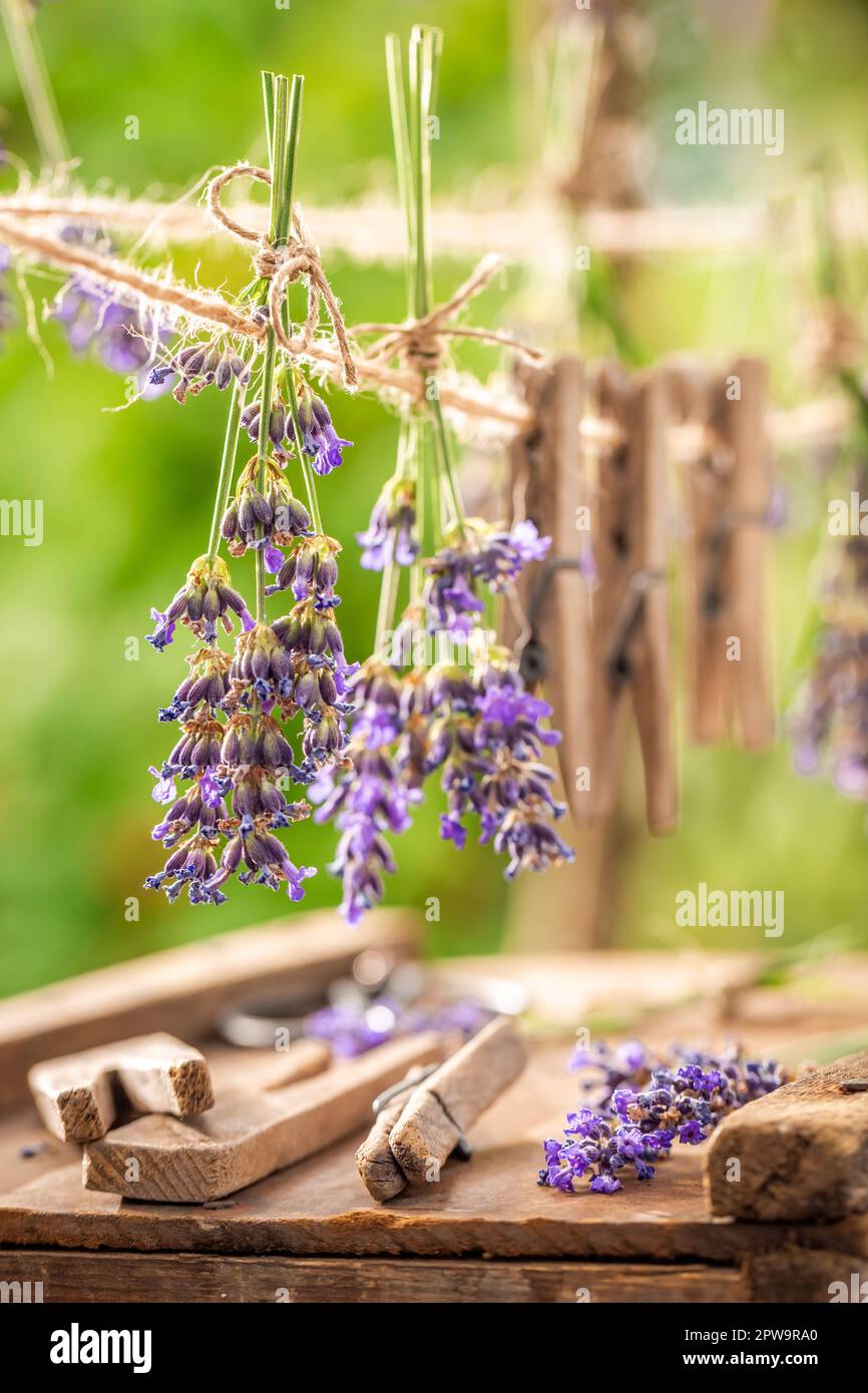 Hanging lavender bunches hi-res stock photography and images - Alamy
