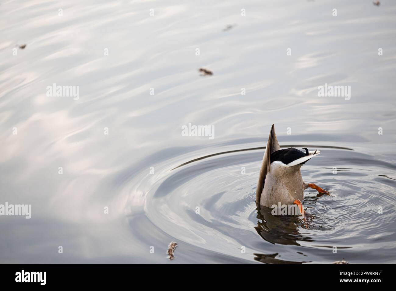 wild duck dives into the water with its tail up. duck tail sticking out of the water. wild duck ...