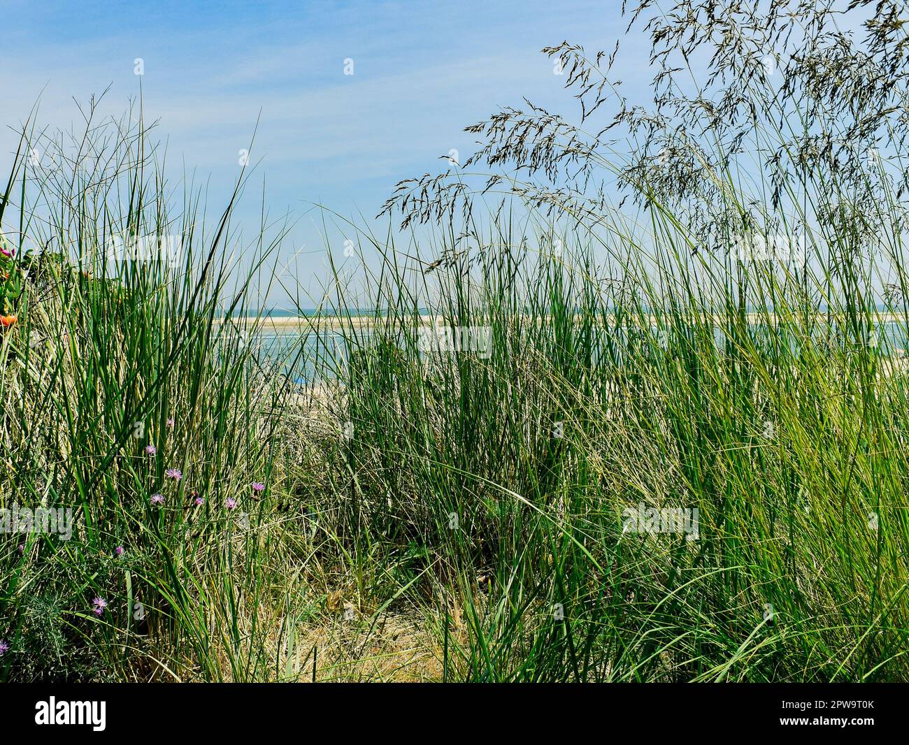 Trampled sea grass hi-res stock photography and images - Alamy