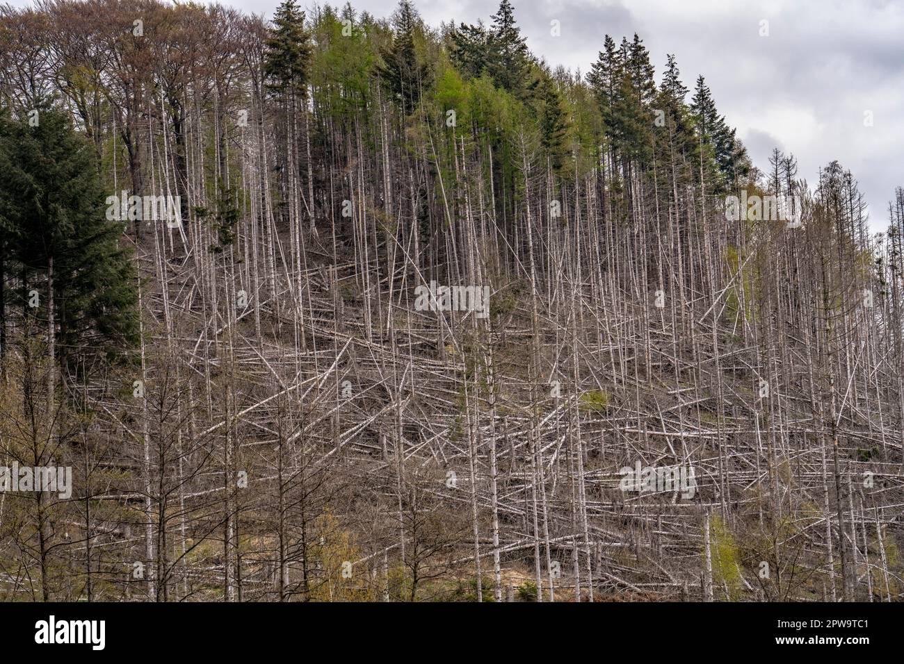 Dead spruces, broken by wind, lying in disarray, forest dieback in the ...