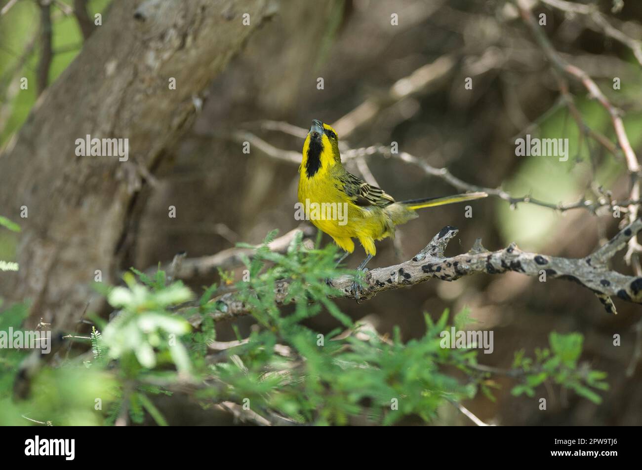 Yellow Cardinal, Endangered Species, Calden Forest, La Pampa Province ...
