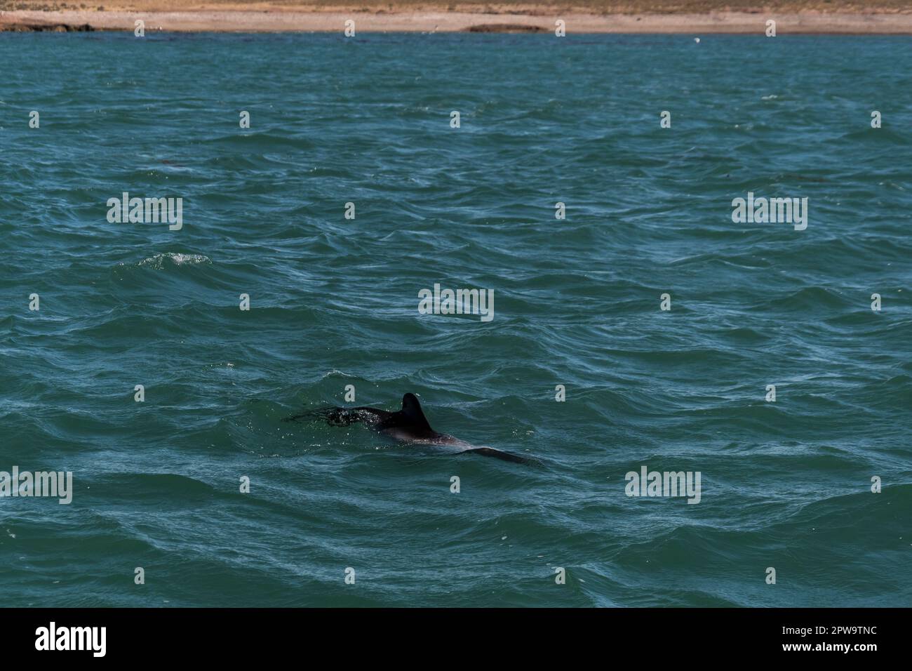Tonina dolphin hi-res stock photography and images - Alamy