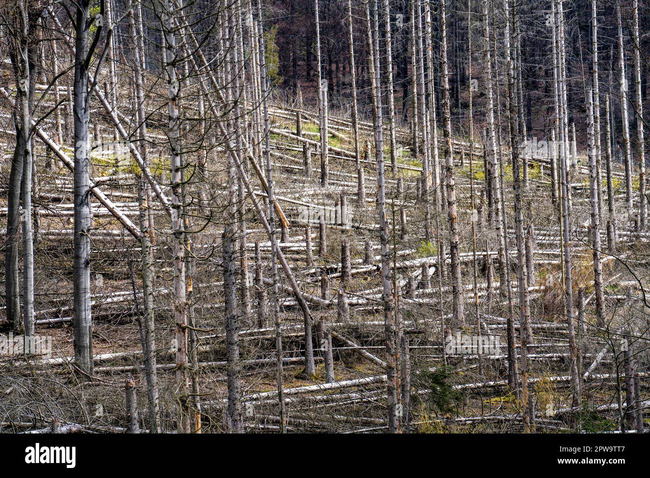 Dead spruces, broken by wind, lying in disarray, forest dieback in the ...