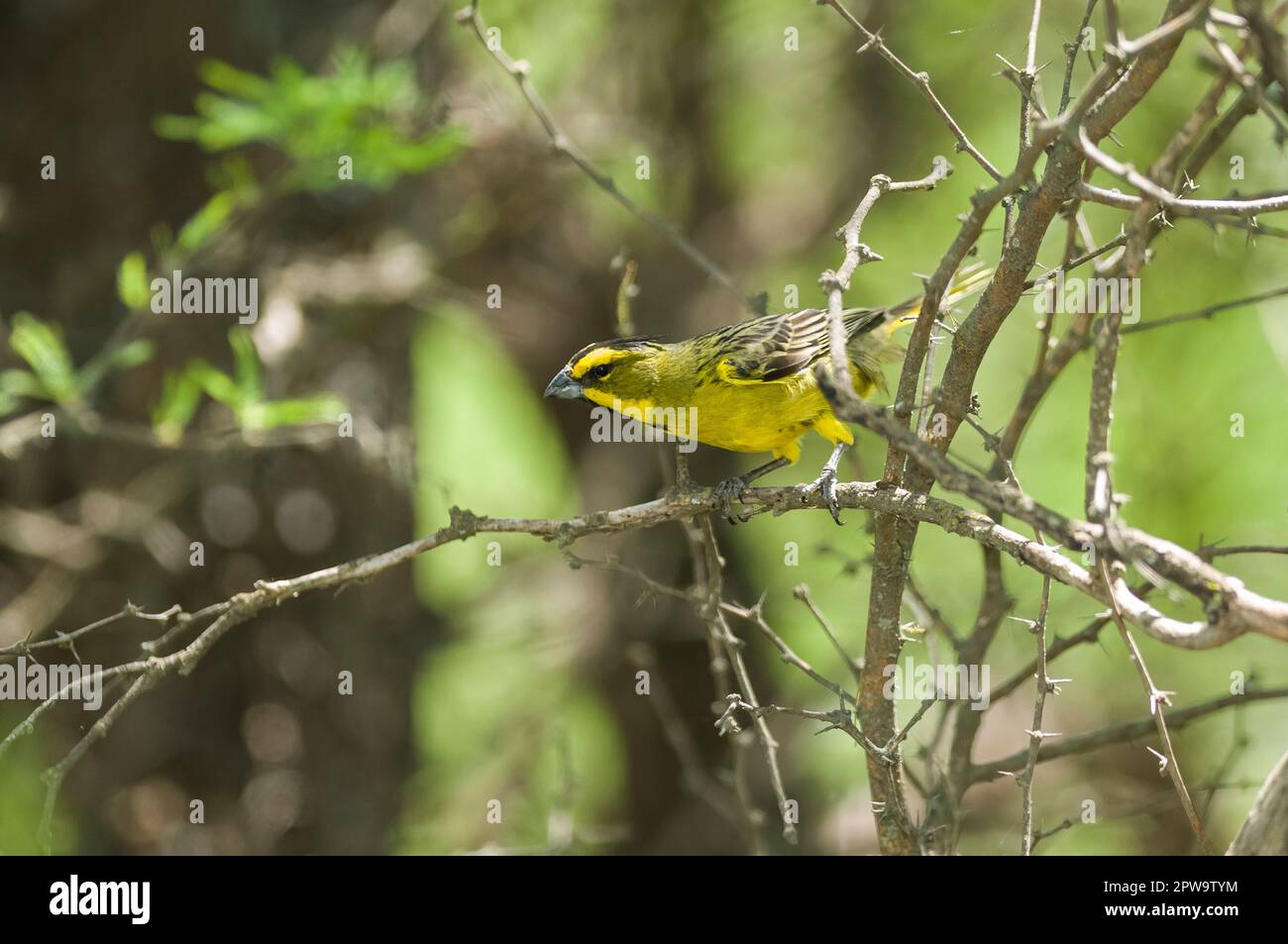 Yellow Cardinal, Endangered Species, Calden Forest, La Pampa Province ...