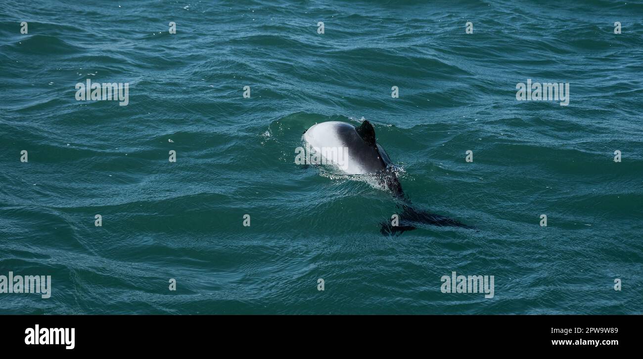 Tonina dolphin hi-res stock photography and images - Alamy