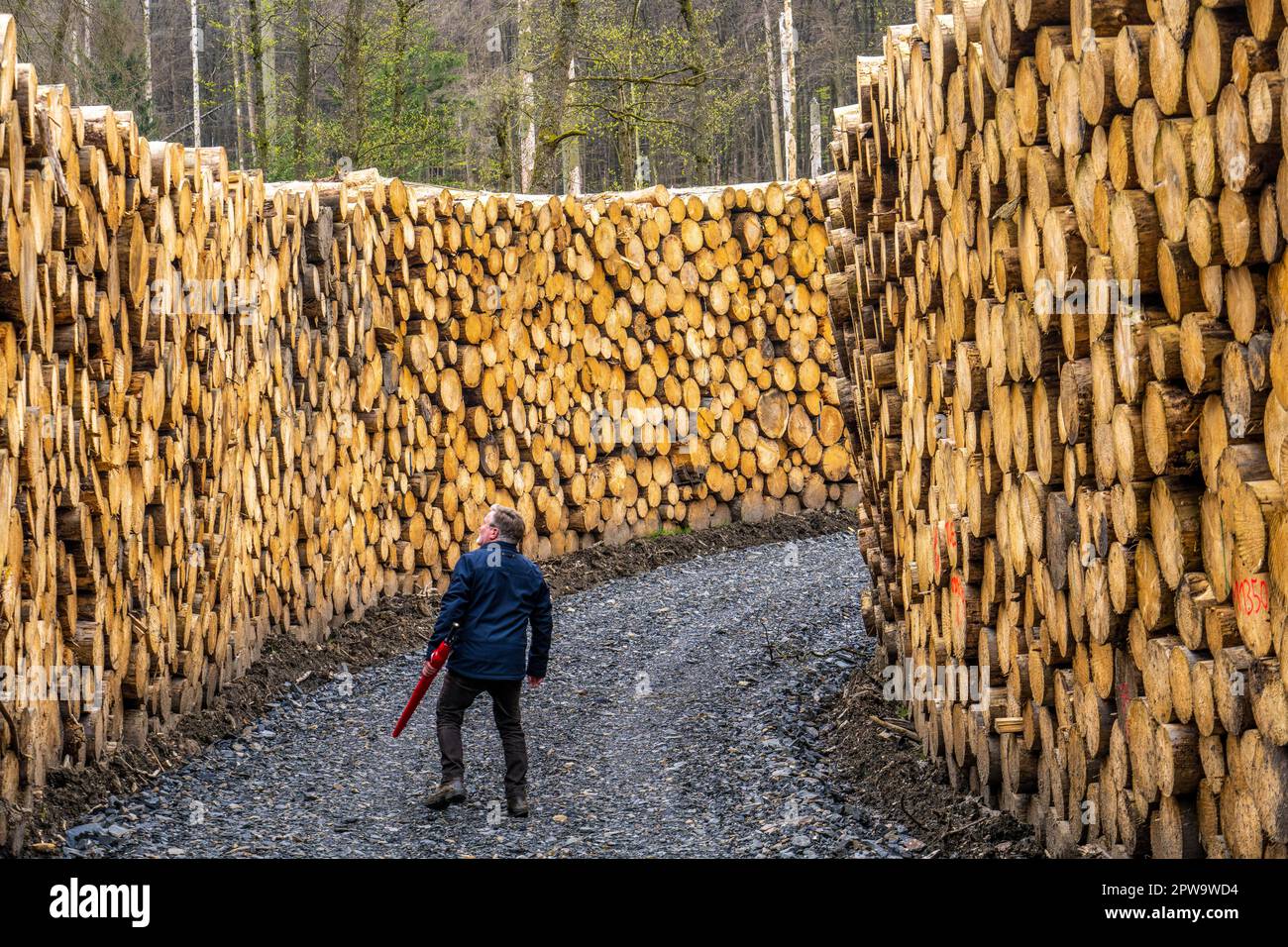 Felled, stacked spruce trunks, forest dieback in the Arnsberg Forest ...