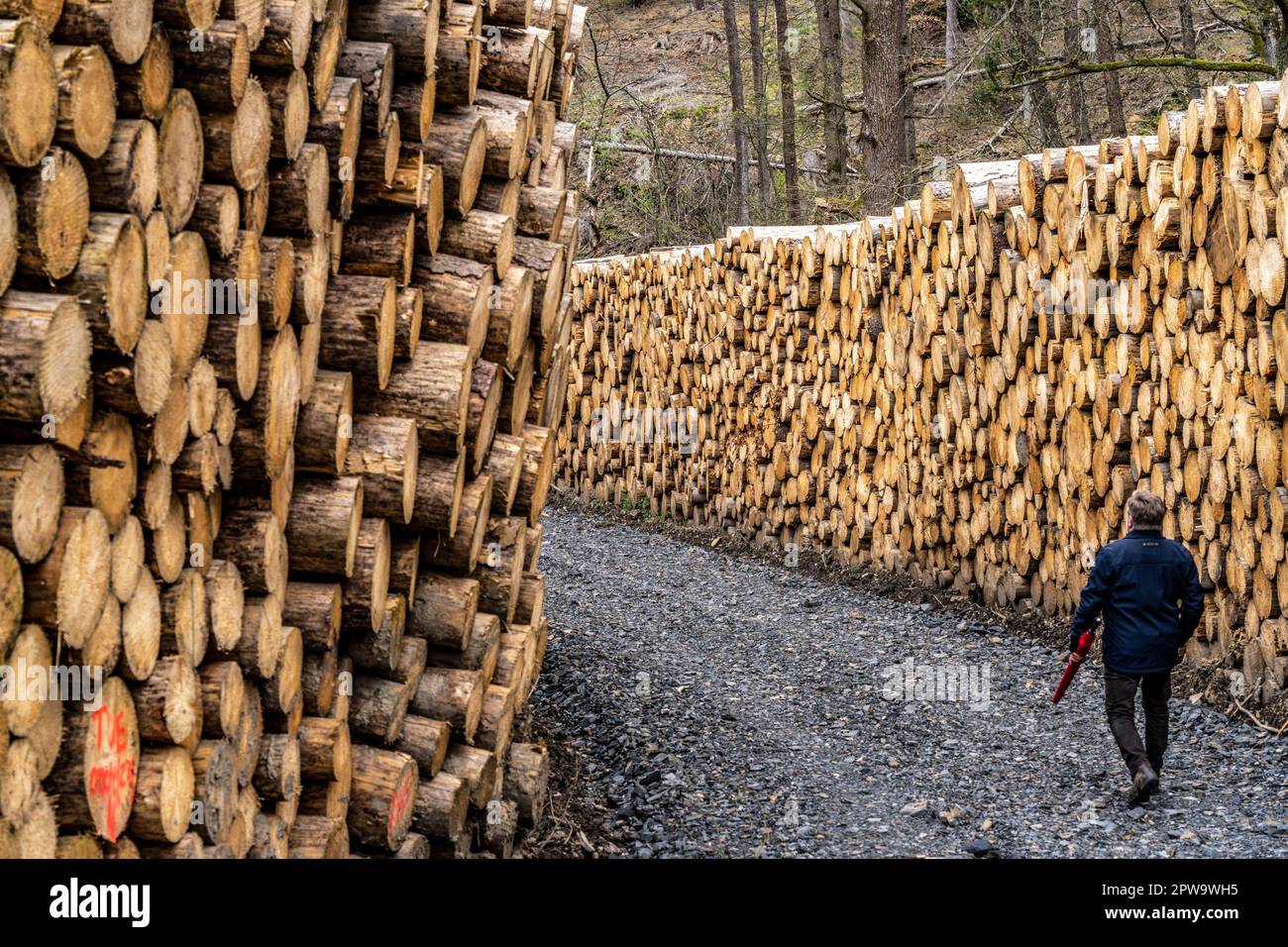 Felled, stacked spruce trunks, forest dieback in the Arnsberg Forest ...