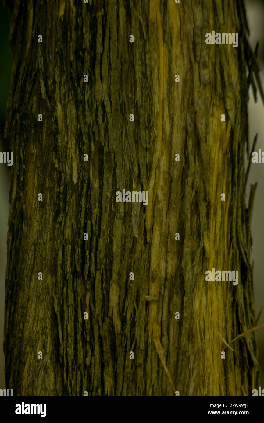 Dried tree bark on the trunk Stock Photo - Alamy