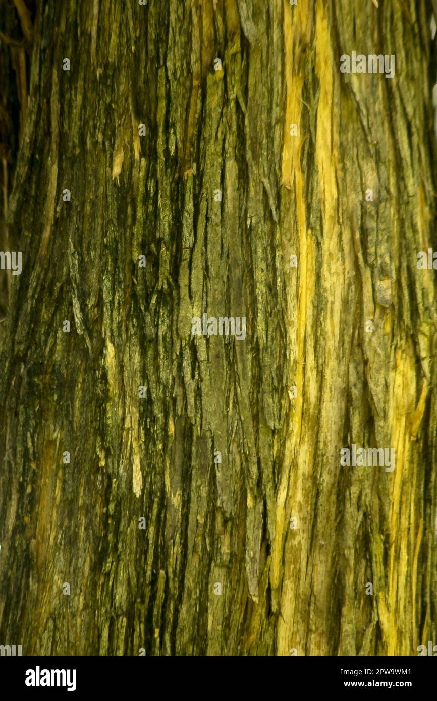 Dried tree bark on the trunk Stock Photo - Alamy