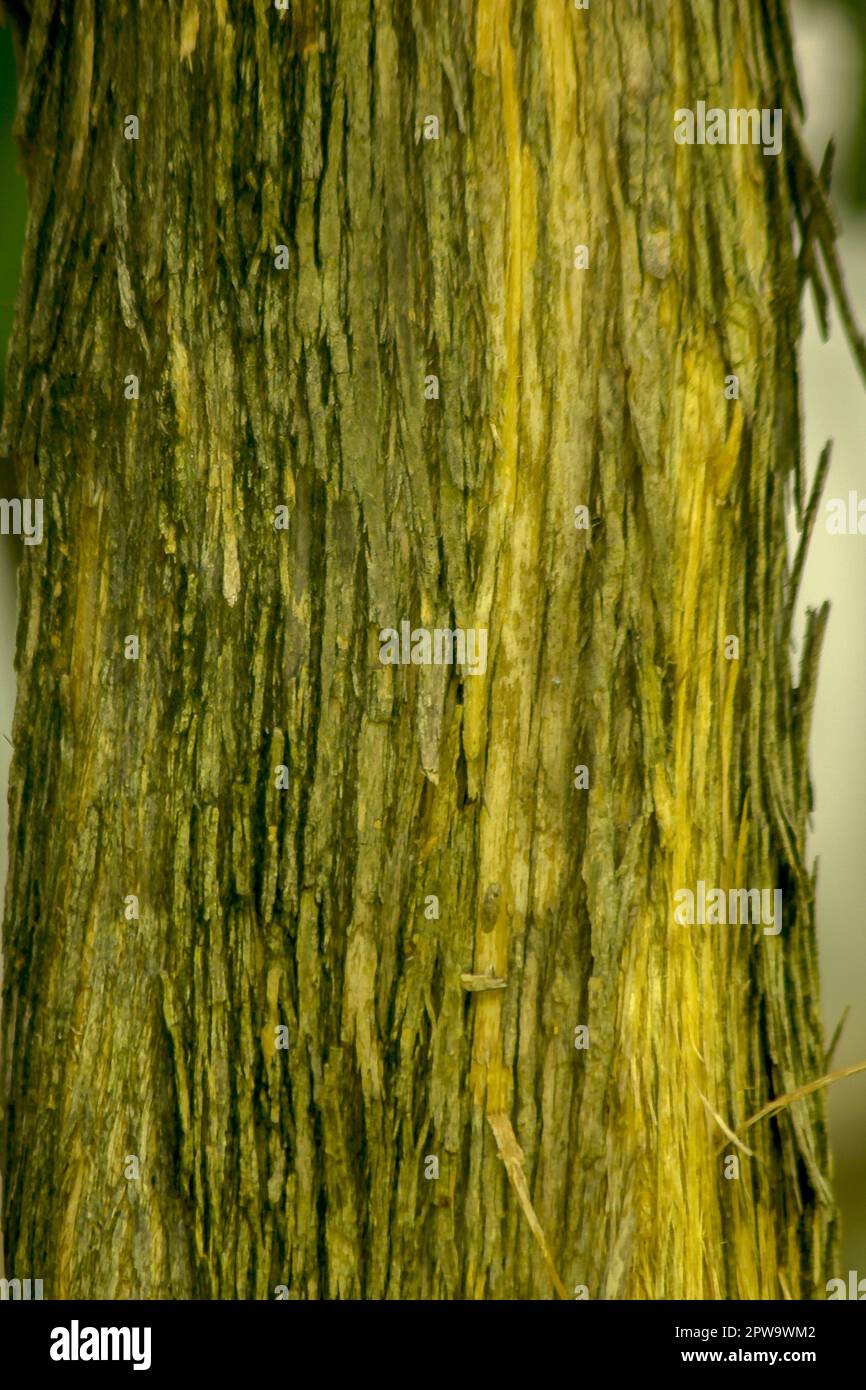 Dried tree bark on the trunk Stock Photo - Alamy