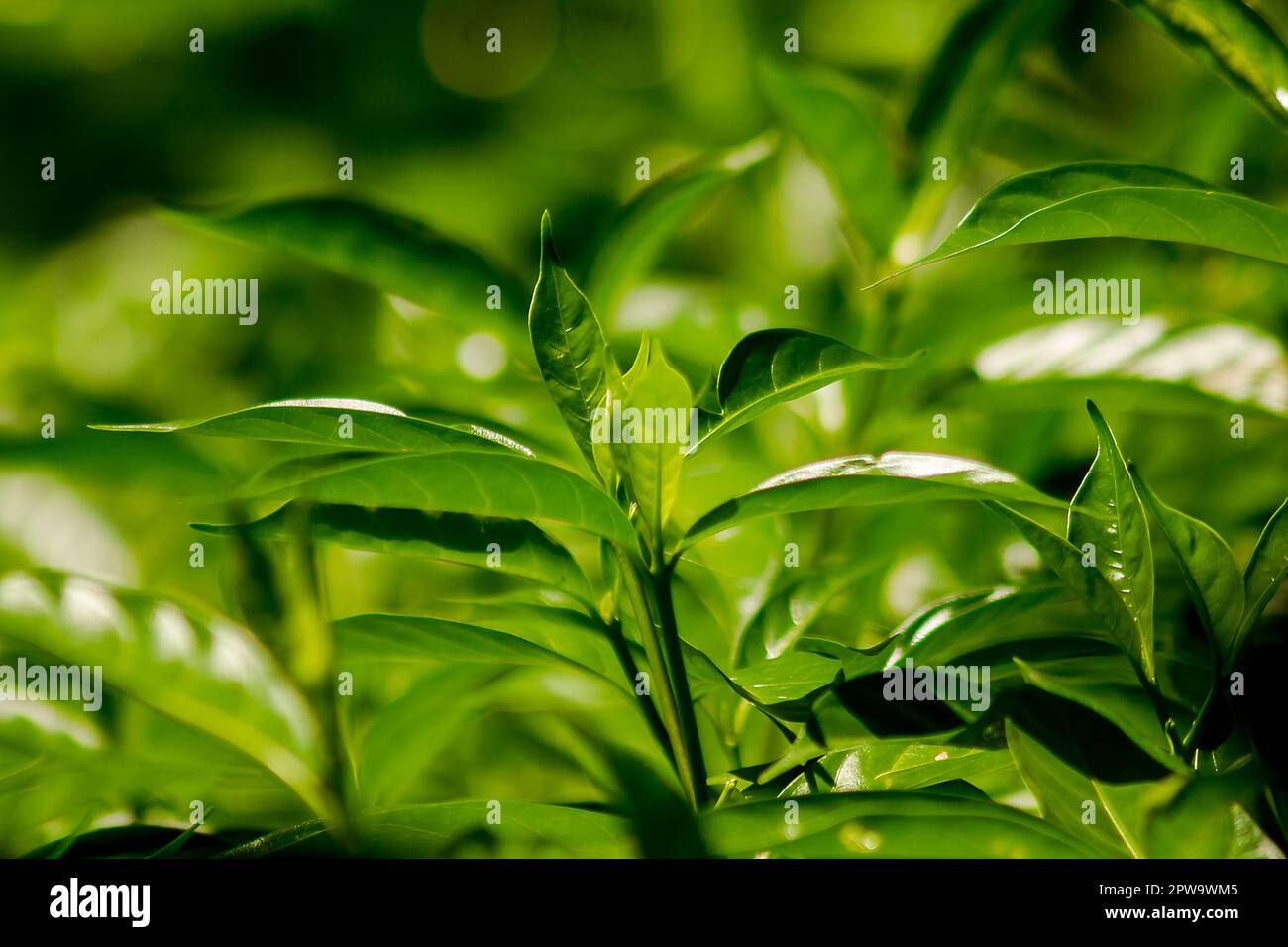 Soft shoots of natural leaves Stock Photo - Alamy