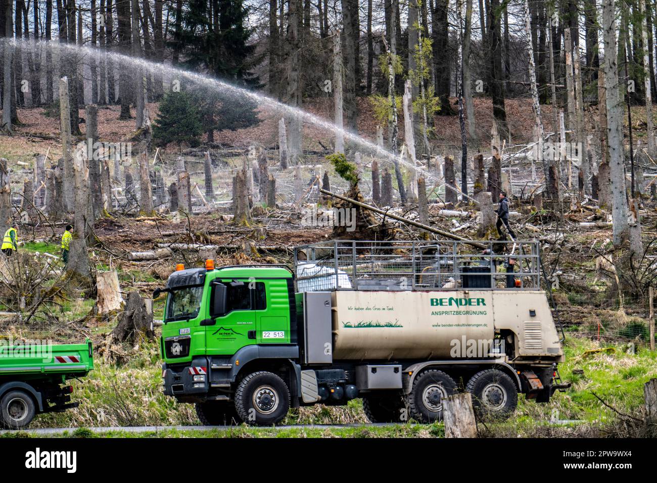 Spray planting of a cleared forest area, where spruces that were ...