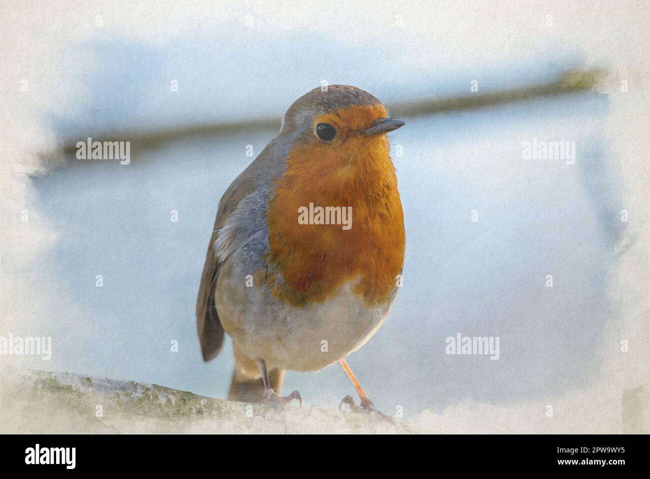 A digital watercolour painting of a European Robin redbreast, Erithacus ...
