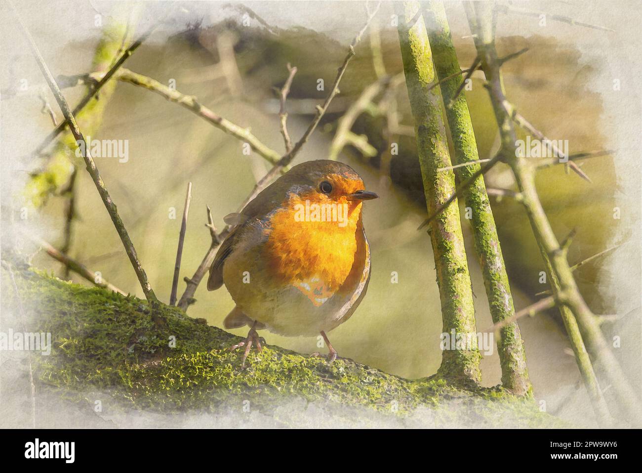 A digital watercolour painting of a European Robin redbreast, Erithacus ...