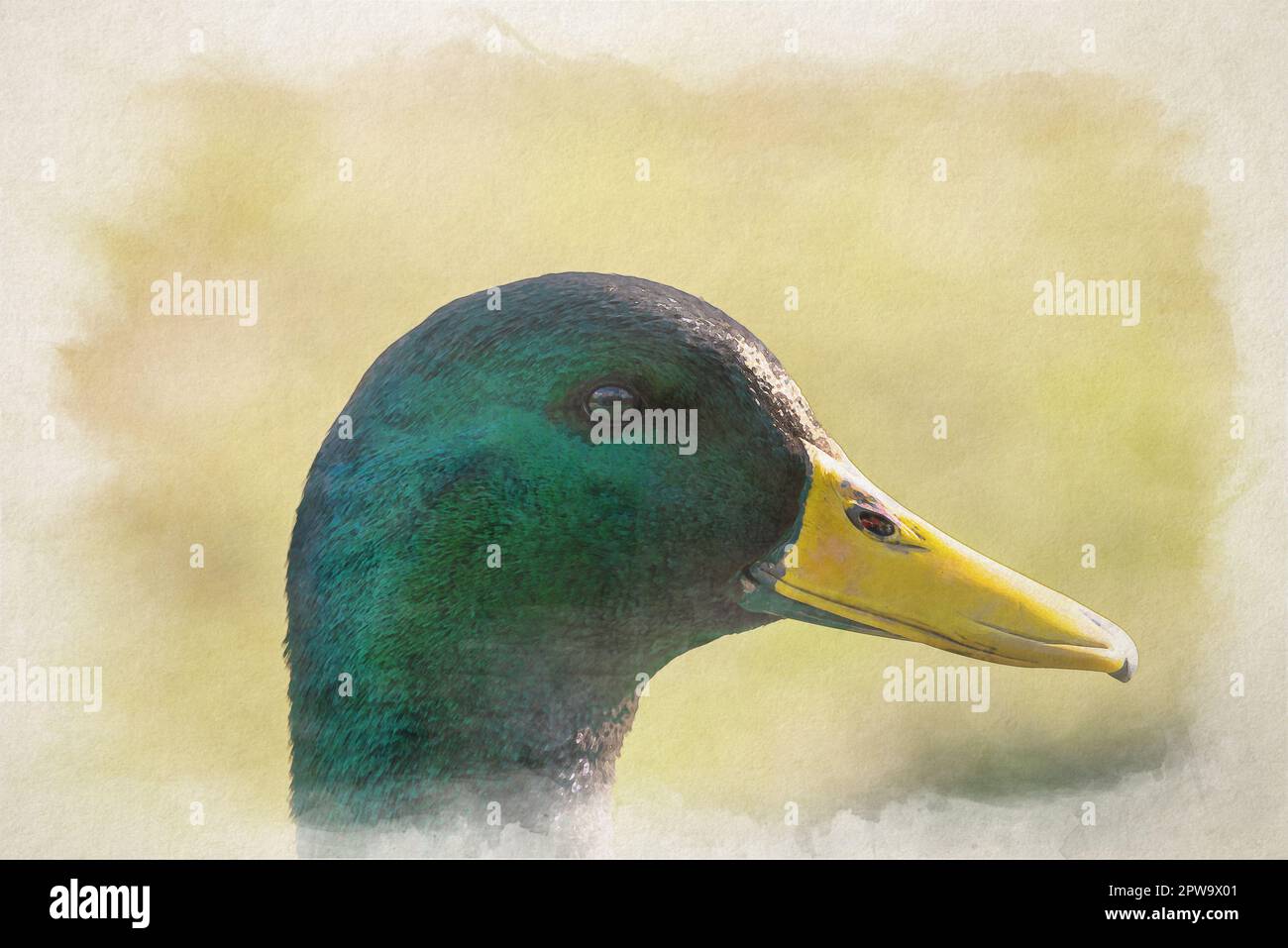 A digital watercolour painting of a dabbling duck, anas platyrhynchos ...