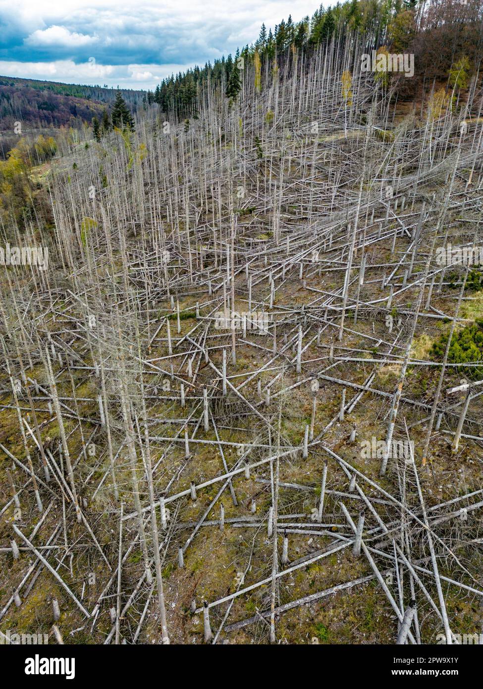 Dead spruce trees, broken by wind, lying wildly, forest dieback in the ...