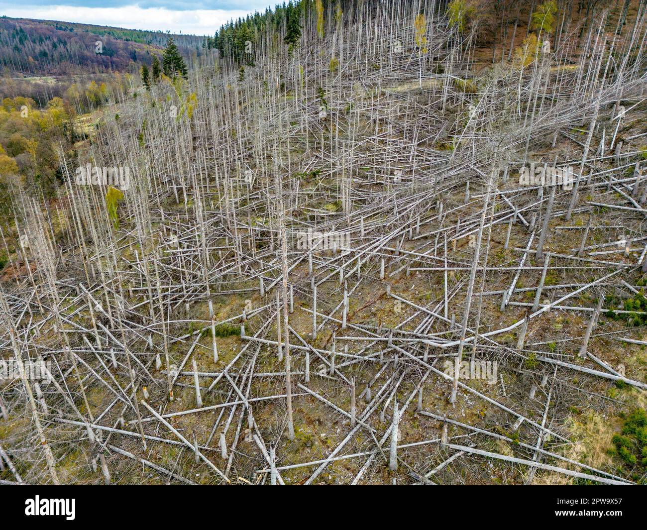 Dead spruce trees, broken by wind, lying wildly, forest dieback in the ...