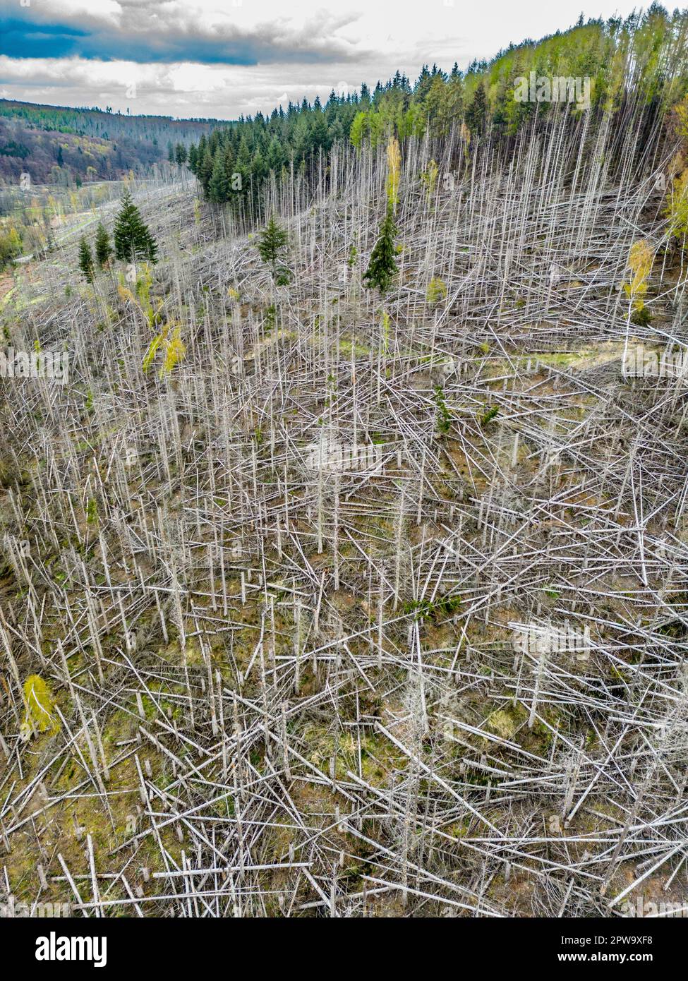 Dead spruce trees, broken by wind, lying wildly, forest dieback in the ...