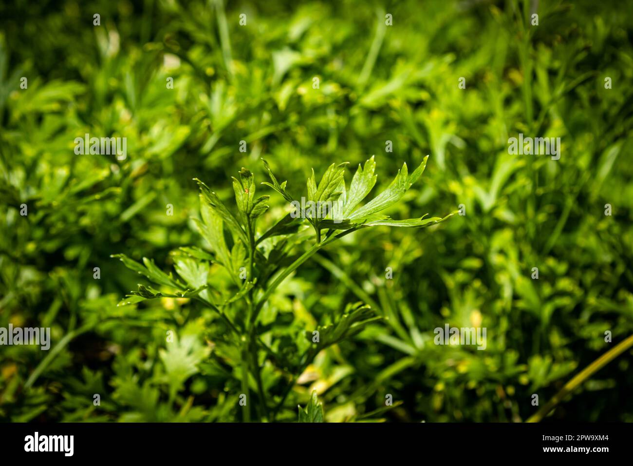 Plant species coriandrum sativum hi-res stock photography and images - Alamy