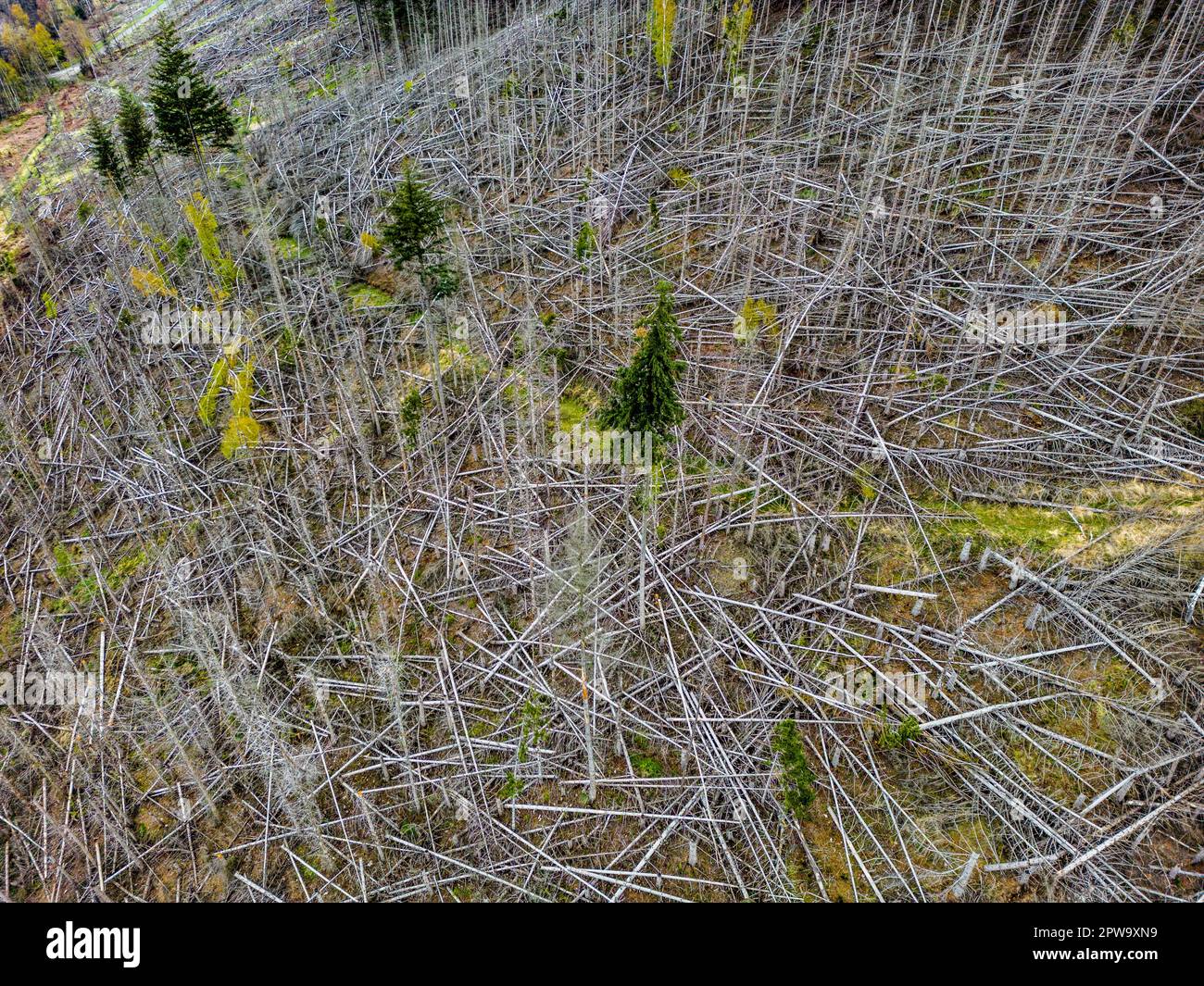 Dead spruce trees, broken by wind, lying wildly, forest dieback in the ...