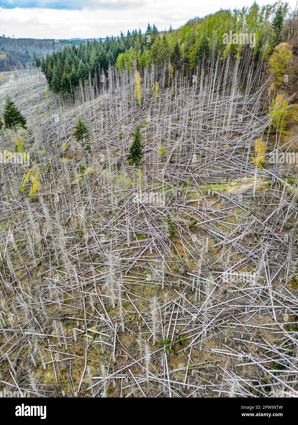 Dead spruce trees, broken by wind, lying wildly, forest dieback in the ...