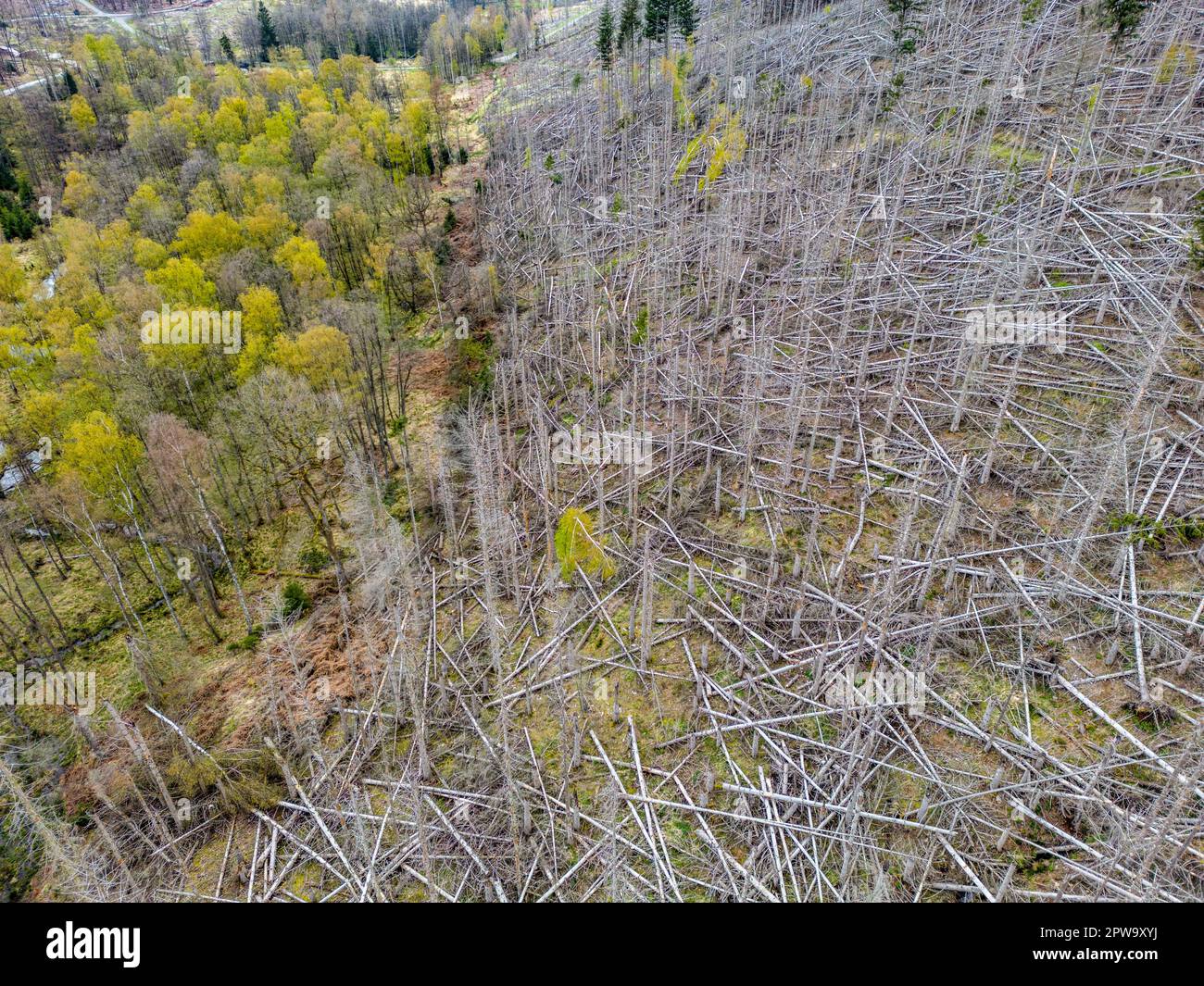 Dead spruce trees, broken by wind, lying wildly, forest dieback in the ...