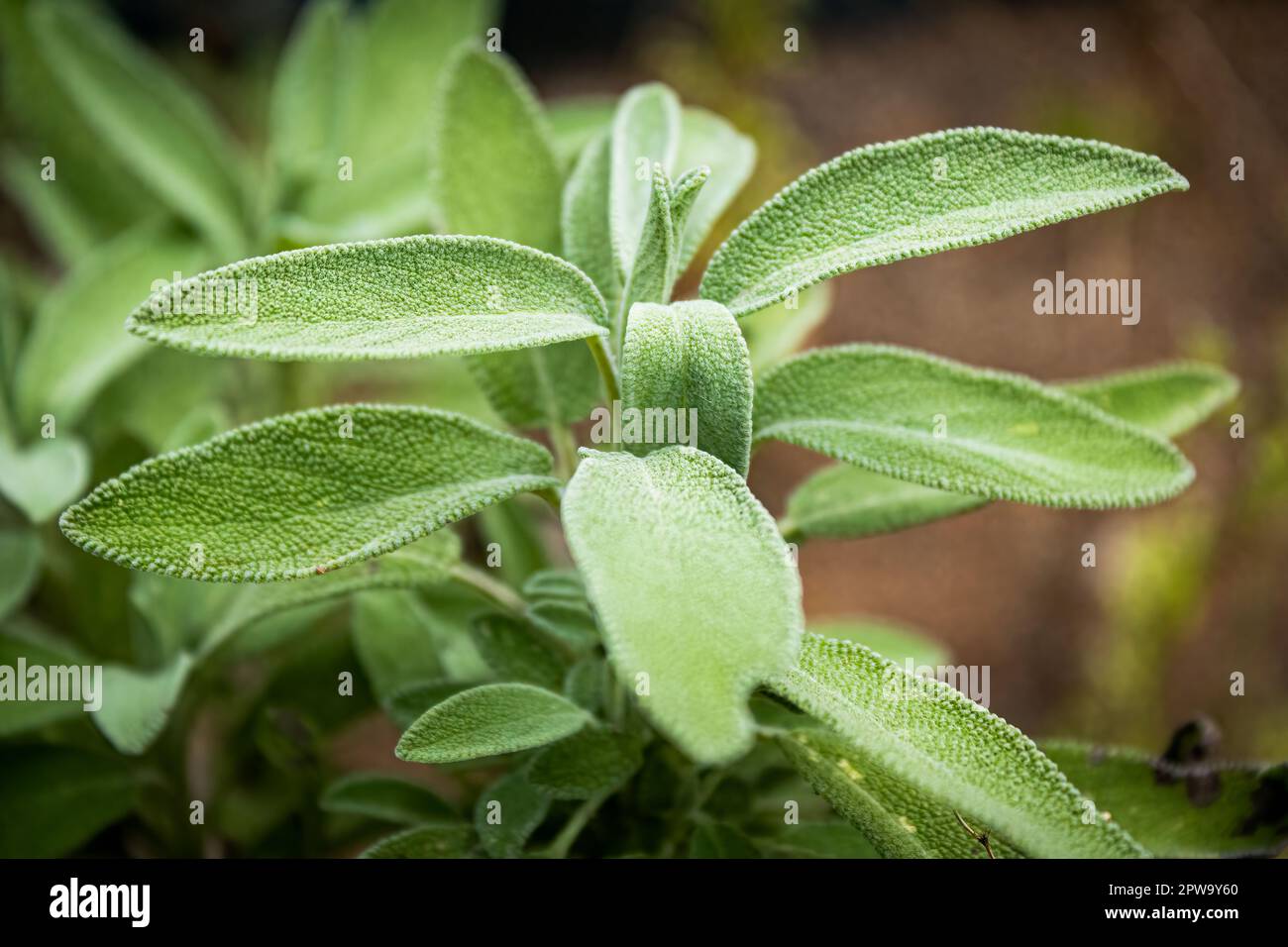Sage with blurred garden background. Illuminated by the Sun. Species ...