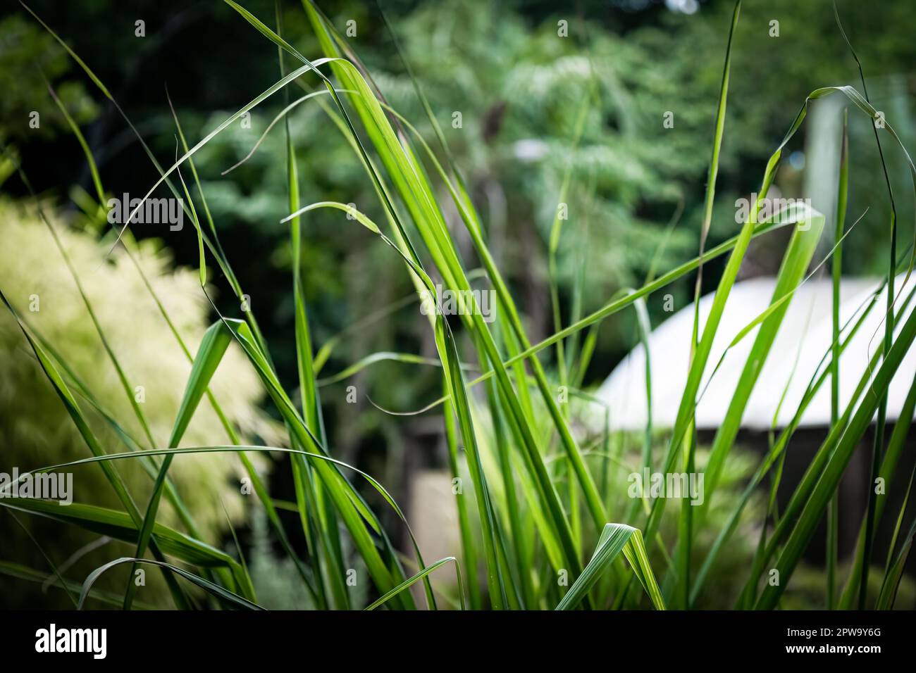 Citronella with blurred garden background. Illuminated by the Sun ...