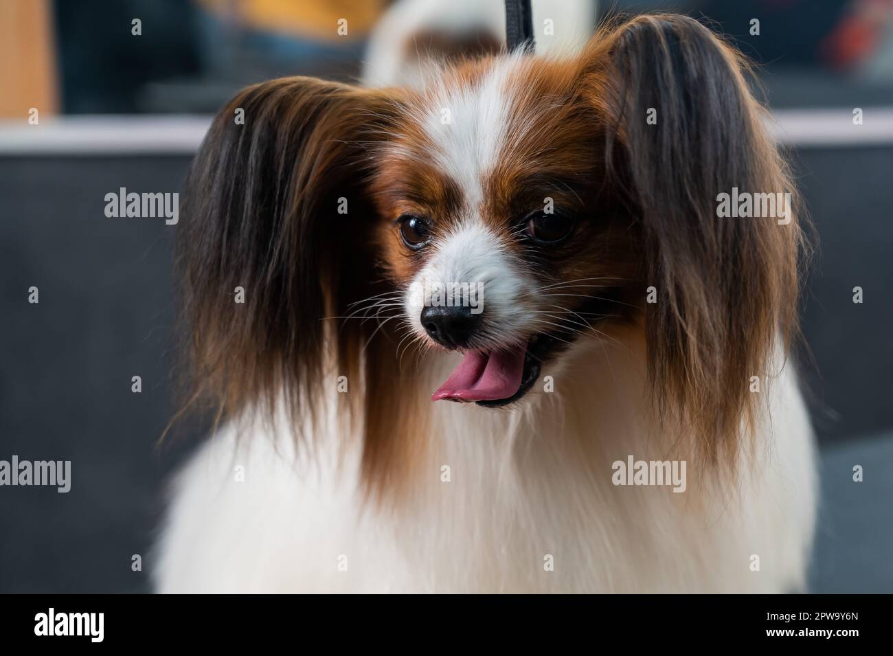 Portrait of a cute tricolor papillon. Continental spaniel dog with ...