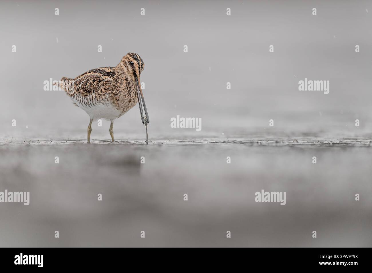The common snipe at hunt (Gallinago gallinago Stock Photo - Alamy