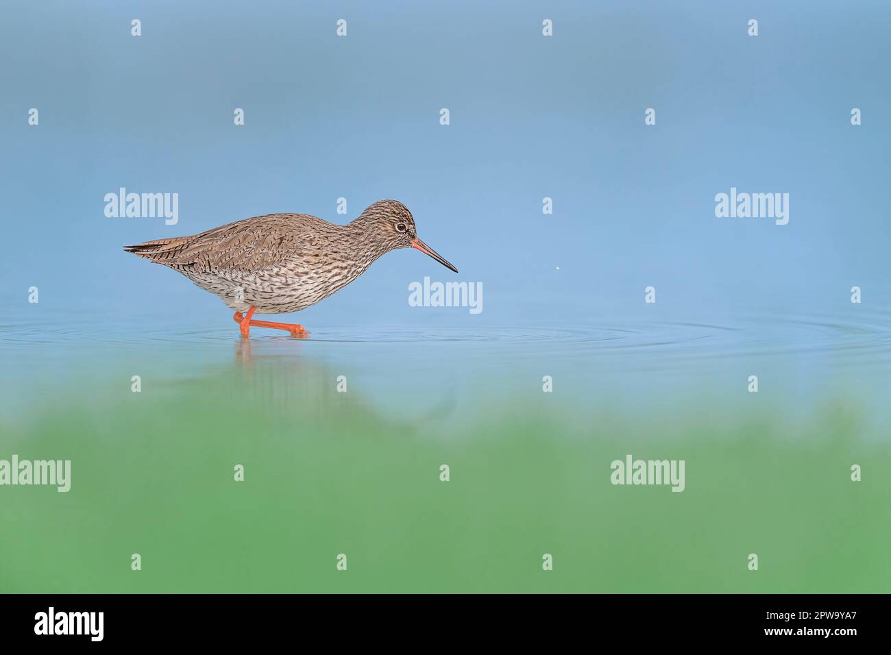Fine art portrait of common redshank (Tringa totanus Stock Photo - Alamy