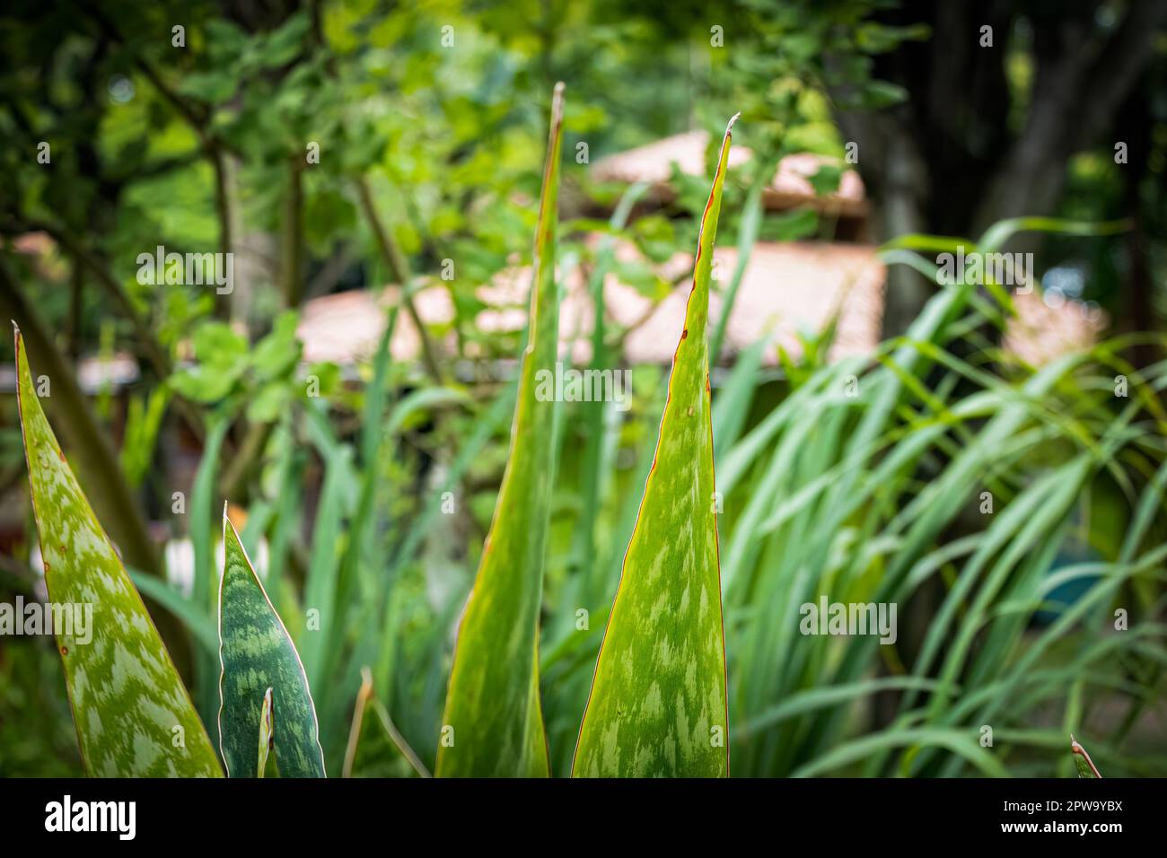 Sword of Sao Jorge with blurred garden background. Illuminated by the ...