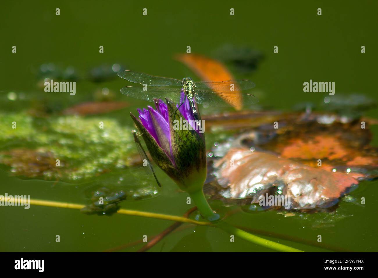 Dragonfly and lotus flower hi-res stock photography and images - Alamy