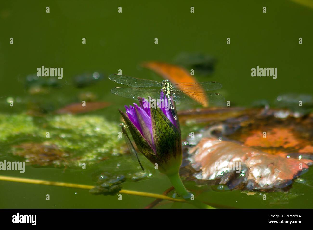 Dragonfly and lotus flower hi-res stock photography and images - Alamy